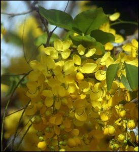 Aragwadha – Shri Dhanwantry Ayurvedic College & Hospital