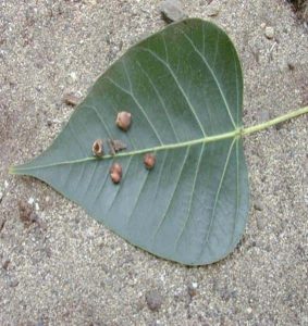 Ashvattha – Shri Dhanwantry Ayurvedic College & Hospital
