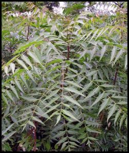 Nimba – Shri Dhanwantry Ayurvedic College & Hospital